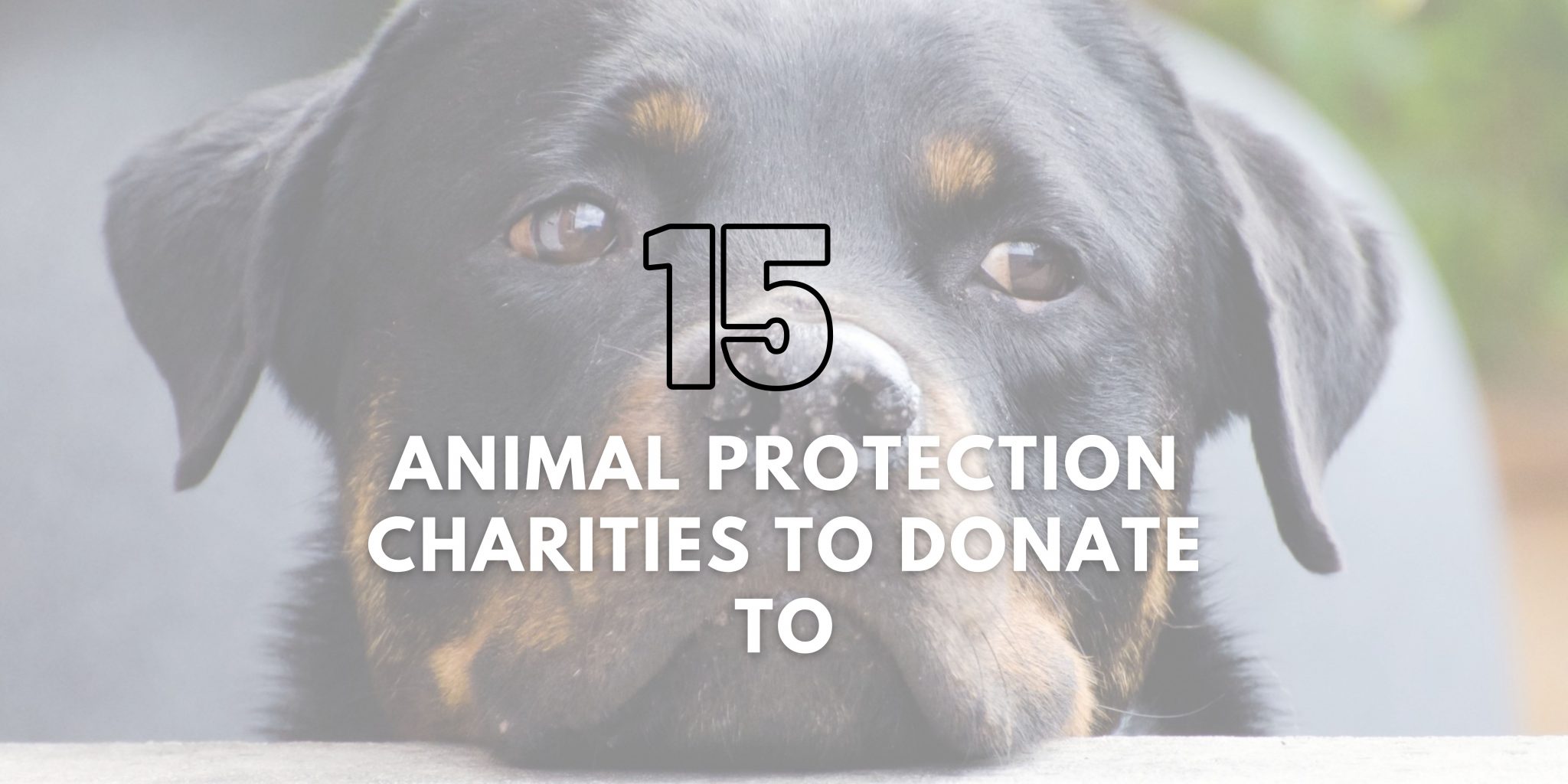 15 Animal Protection Charities to donate to in the US - Donate-ng Blog