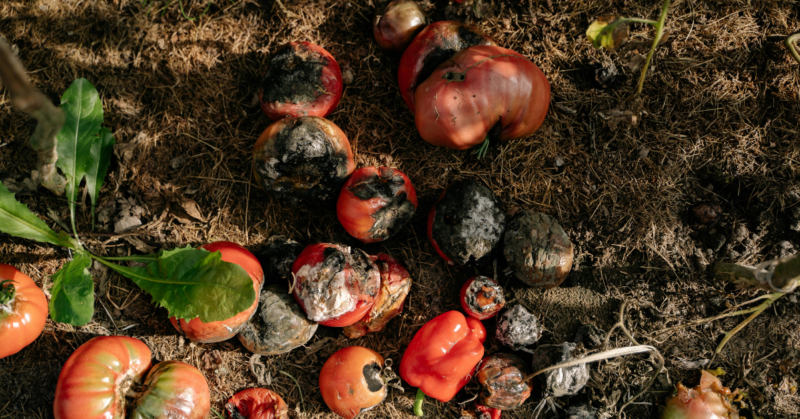 Fighting Hunger and Waste: Supporting the Food Waste Reduction ...