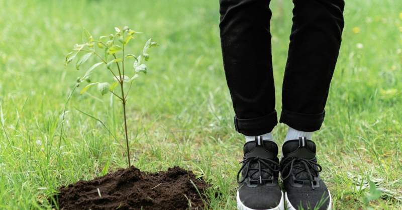Green Cities Start with You: Join the Urban Tree-Planting Projects ...