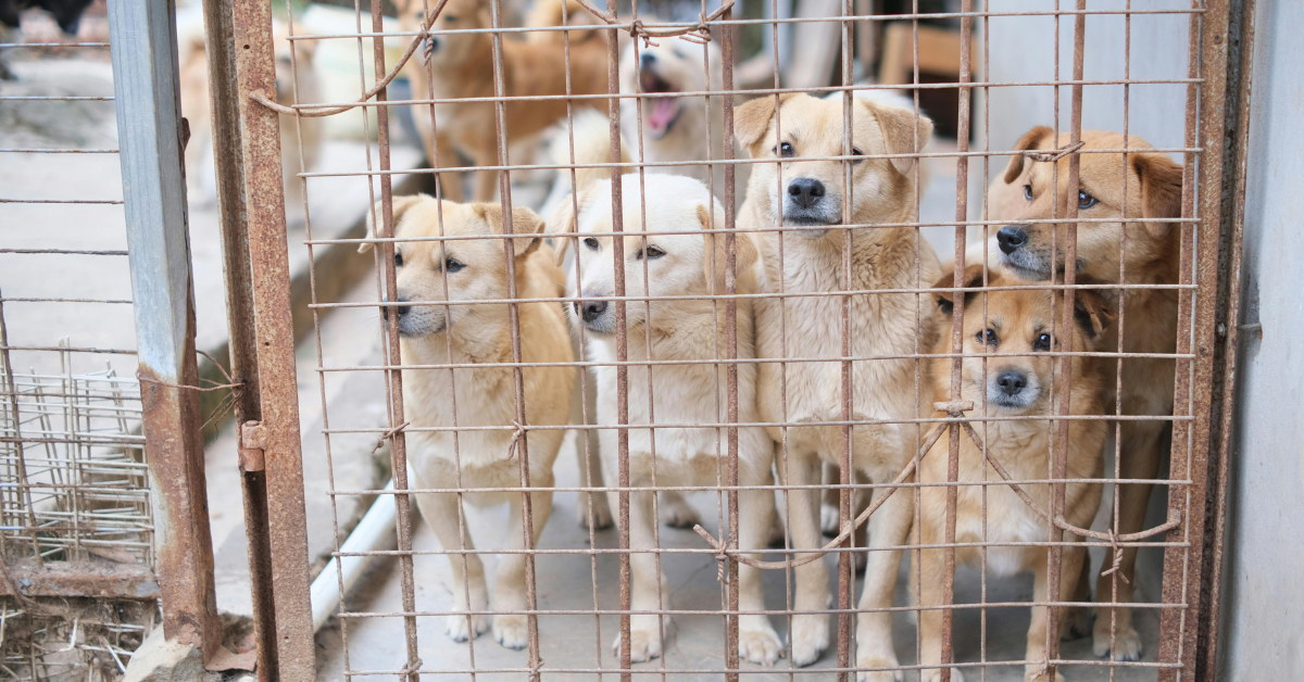Providing Humane Cages for Vulnerable Animals - Donate-ng Blog